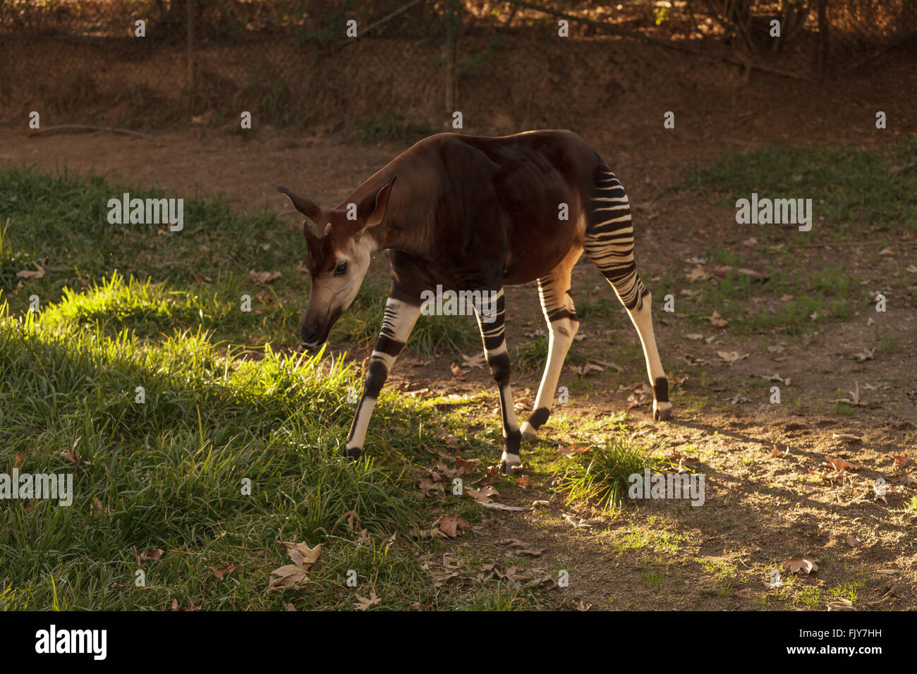 Okapi, Okapia johnstoni, is found in Africa and is actually a close ...
