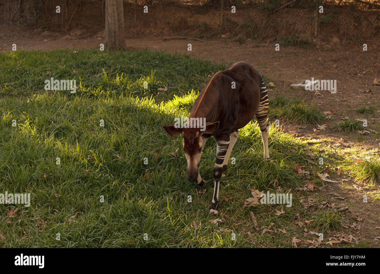 Relative of the giraffe hi-res stock photography and images - Alamy