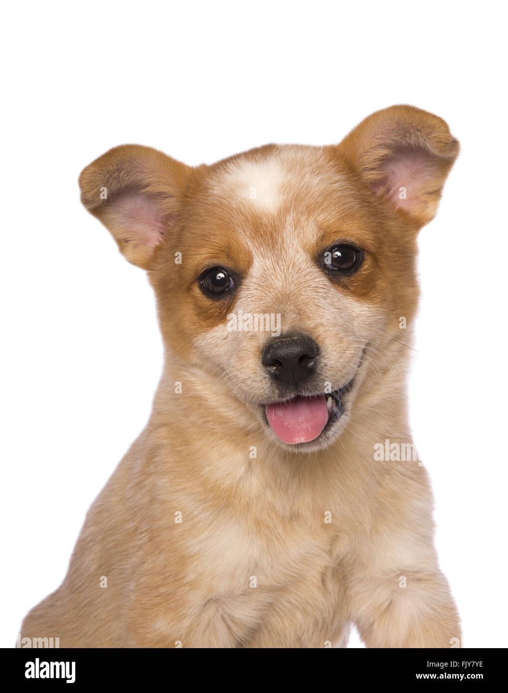 Australian cattle dog head puppy shot with mouth open and tongue out ...