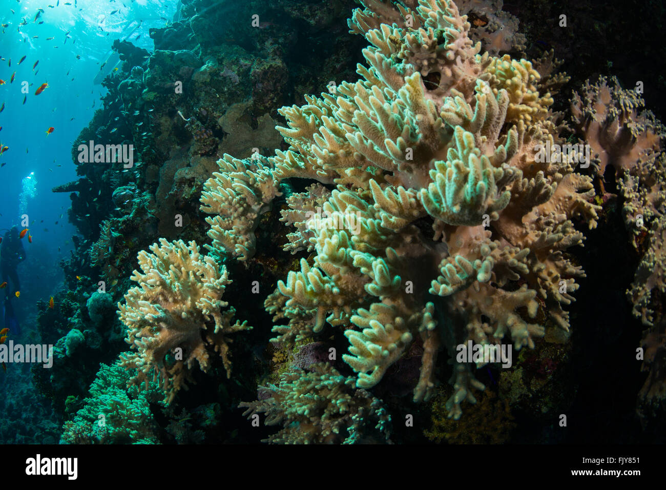 Beautiful coral garden in Red Sea Stock Photo - Alamy