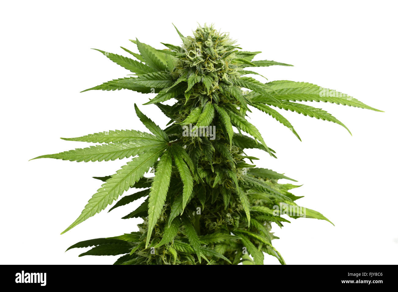 Big leafy cannabis plant hi-res stock photography and images - Alamy