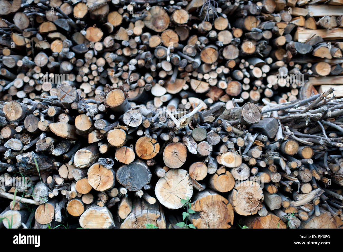 Trunks of tree hi-res stock photography and images - Alamy