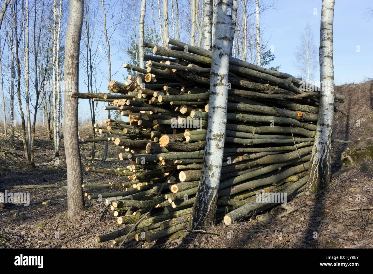Ecological cleaning of the birch wood - the correct drying of firewood ...