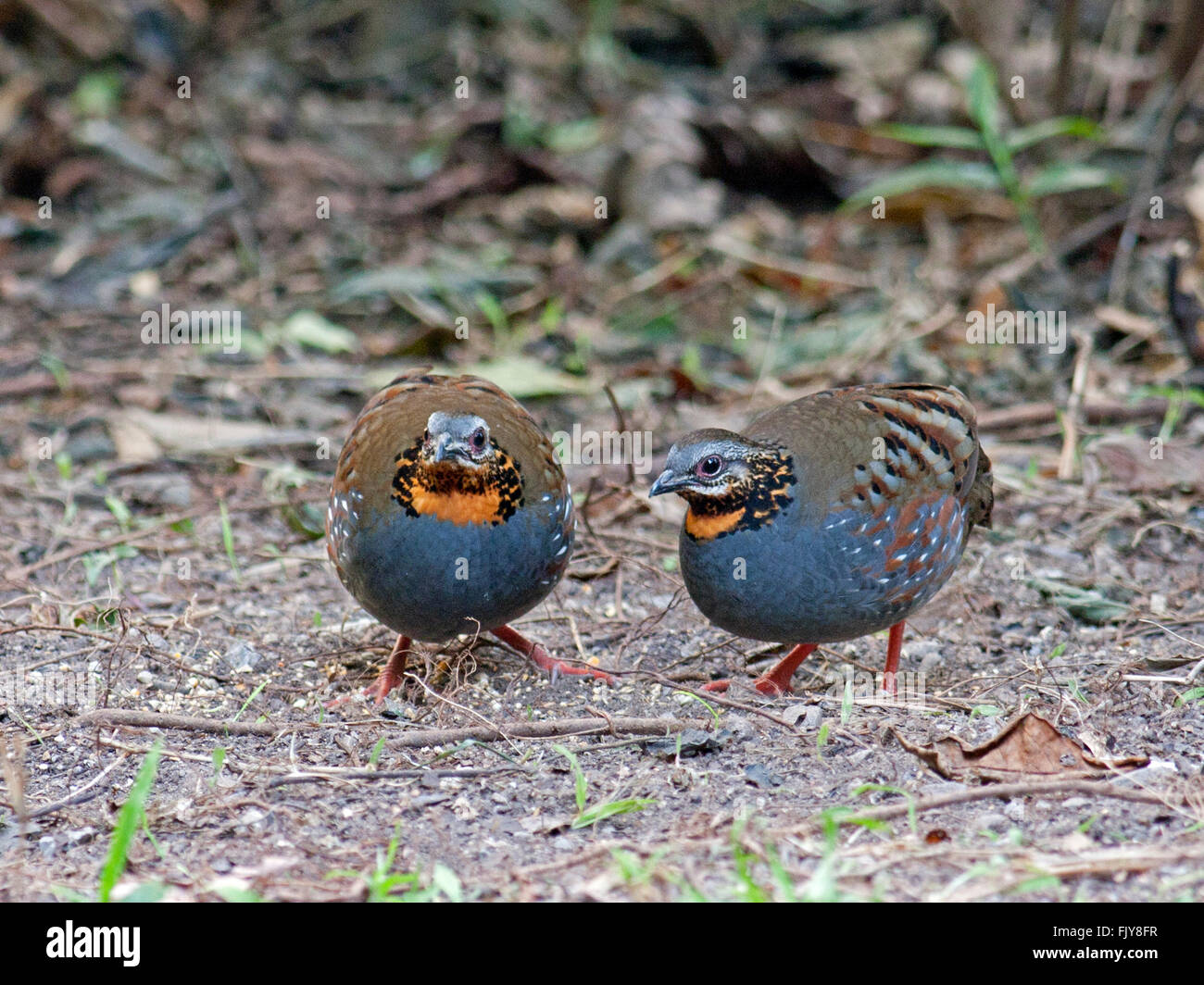 A pair of Rufous-throated Partridge (Arborophila rufogularis) foraging ...