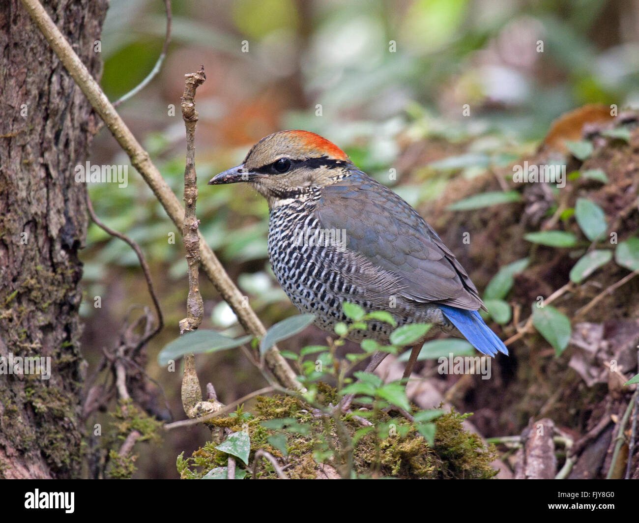 A female Blue Pitta standing on a log on the forest floor in North East ...