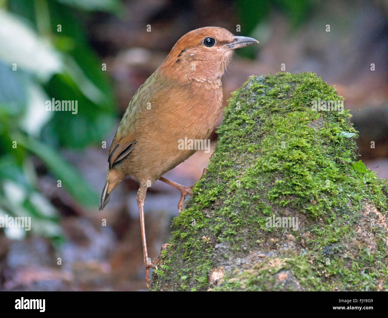 Rusty naped pitta pitta oatesi hi-res stock photography and images - Alamy