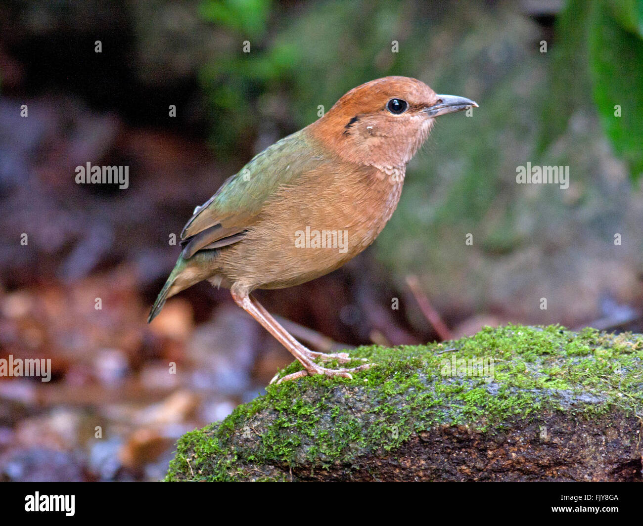 A Rusty-naped Pitta (Hydrornis oatesi) standing on a log on the forest ...