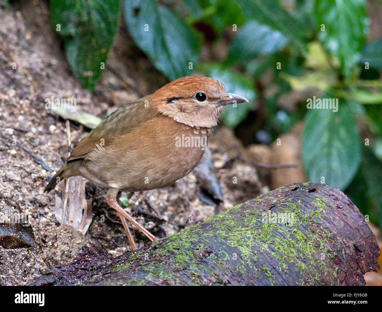 A Rusty-naped Pitta (Hydrornis oatesi) standing on a log on the forest ...