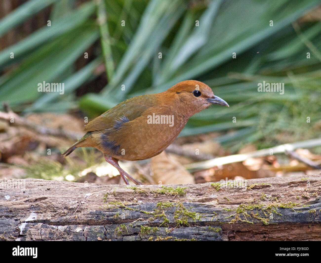 A Rusty-naped Pitta (Hydrornis oatesi) standing on a log on the forest ...
