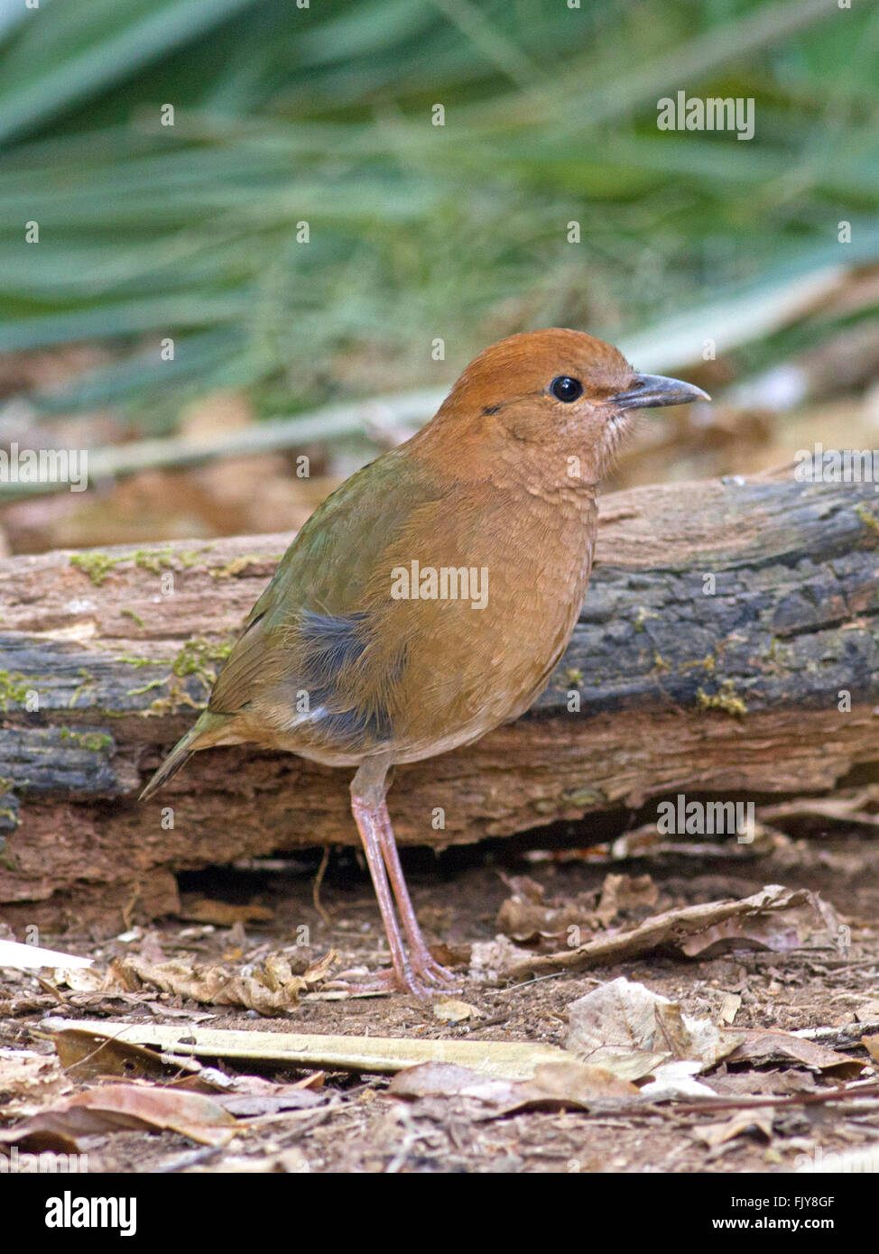 A Rusty-naped Pitta (Hydrornis oatesi) standing on a log on the forest ...