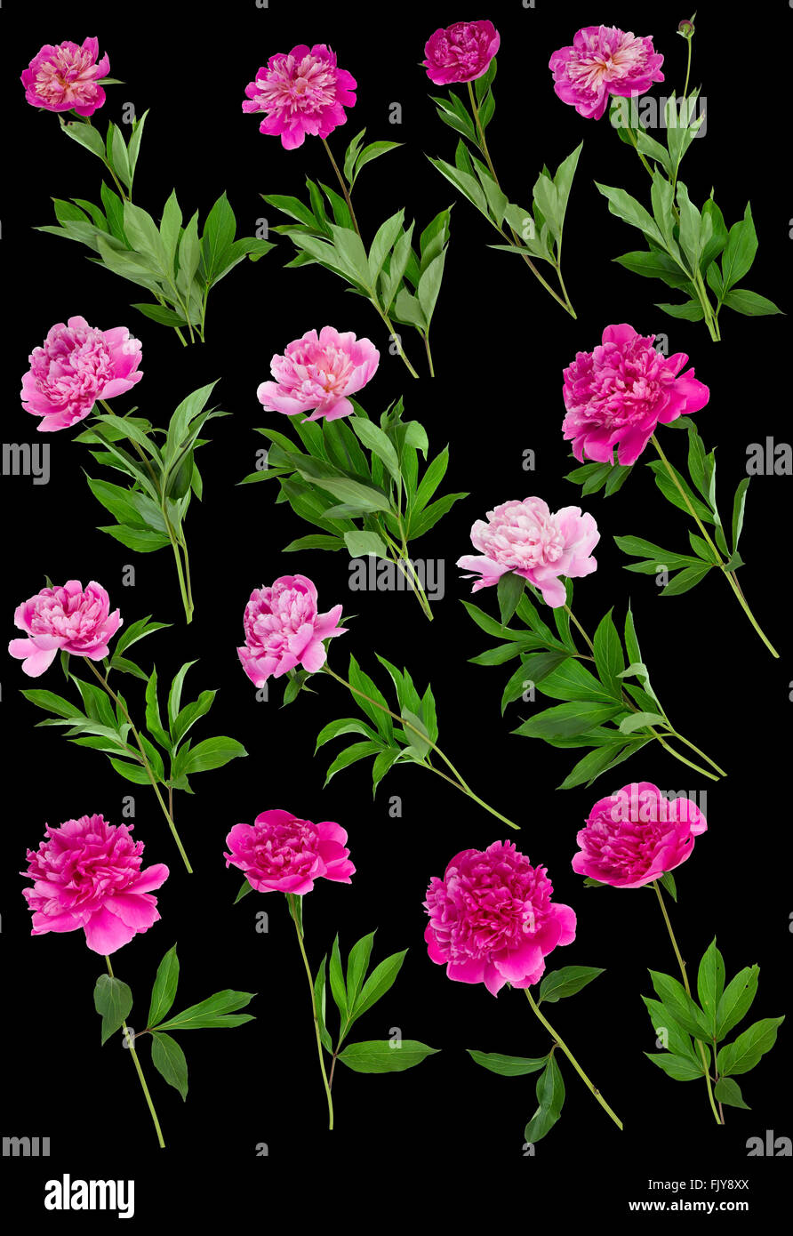Pink and white real peonies flo0wers branches in night set. Isolated on ...