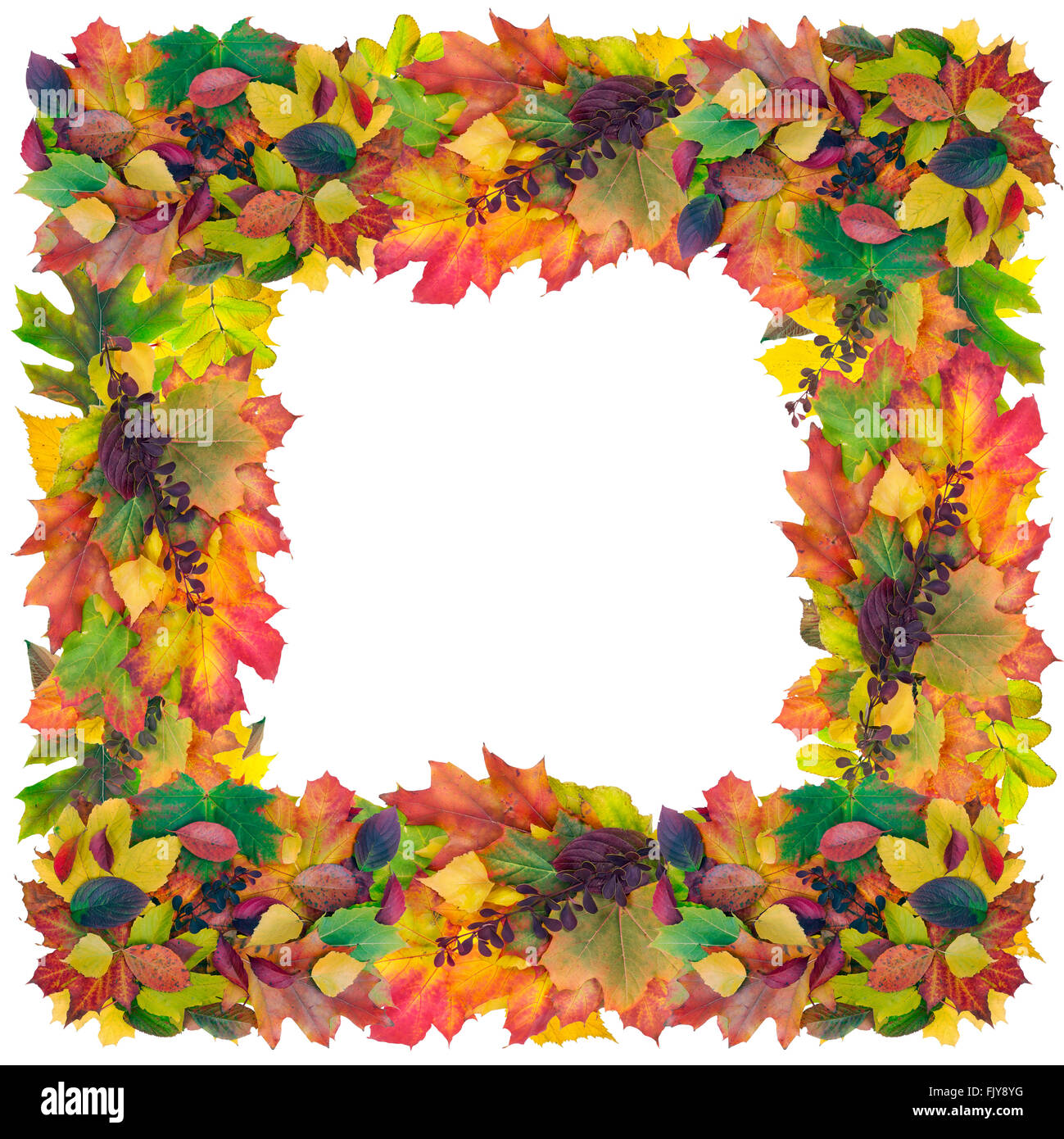 Autumn square photo frame from leaves and plants leaves. Abstract ...