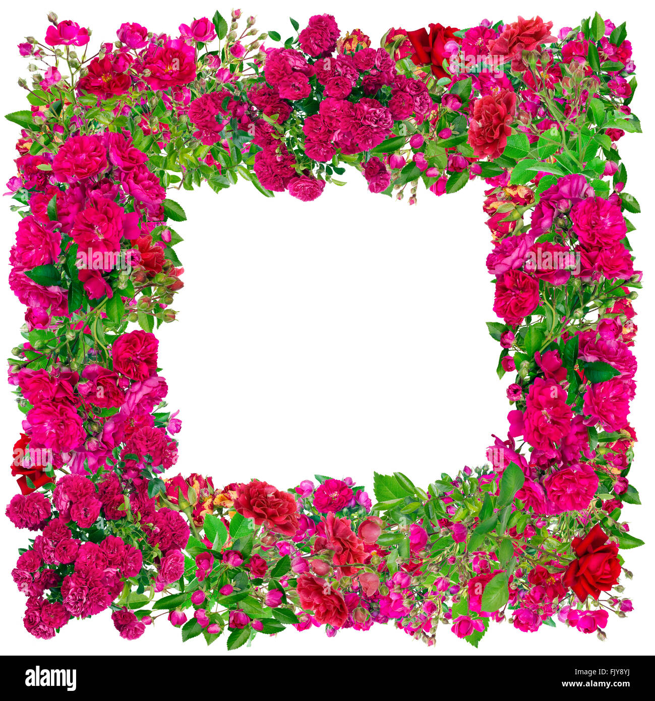 Flowers buds leaves from Cut Out Stock Images & Pictures - Alamy