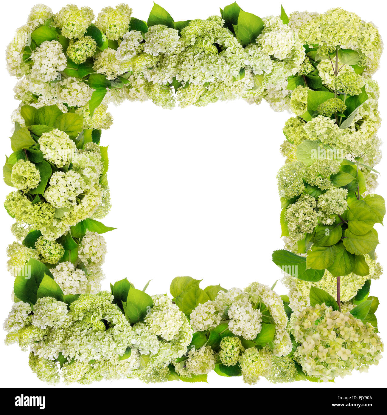 The green and white square floral hydrangea photo frame. Isolated ...