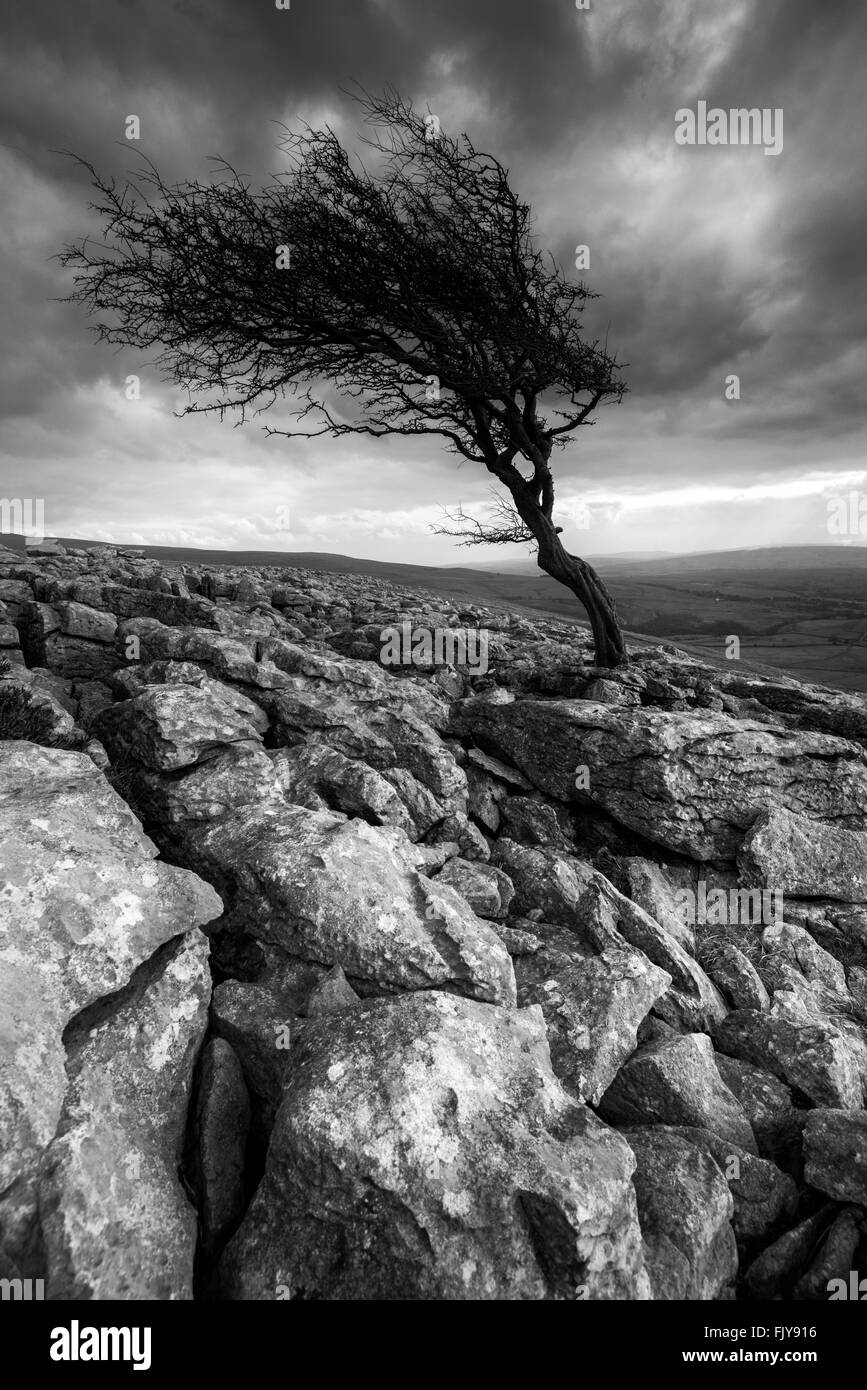 Lone Tree on the Limestone Pavements of Twistleton Scar End, Ingleton ...