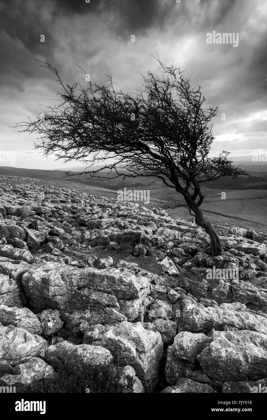 Lone Tree on the Limestone Pavements of Twistleton Scar End, Ingleton ...