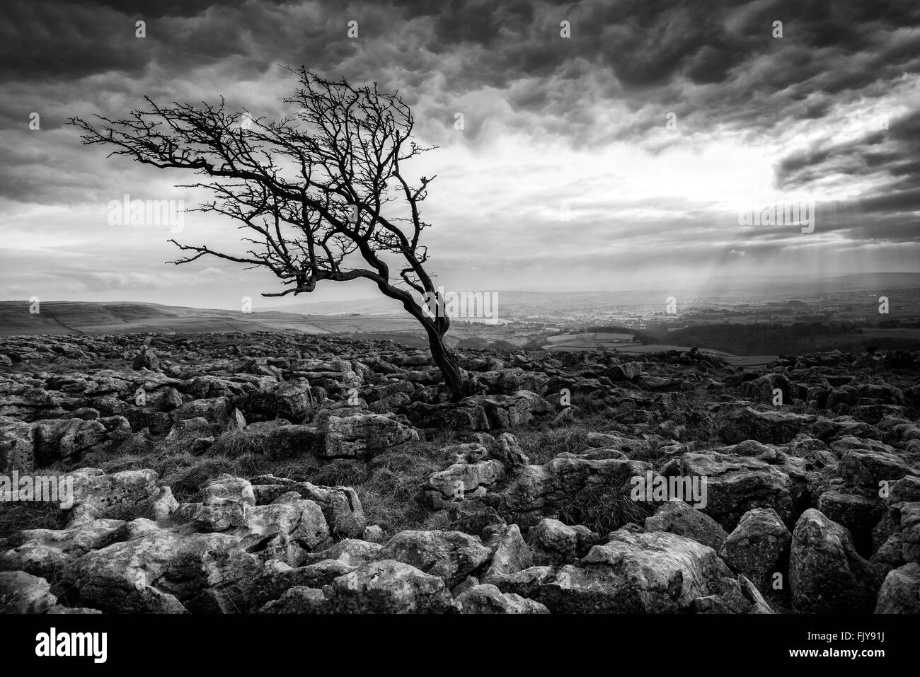Lone Tree on the Limestone Pavements of Twistleton Scar End, Ingleton ...