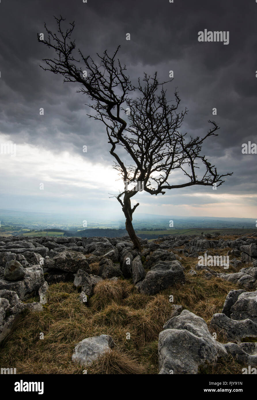 Lone Tree on the Limestone Pavements of Twistleton Scar End, Ingleton ...