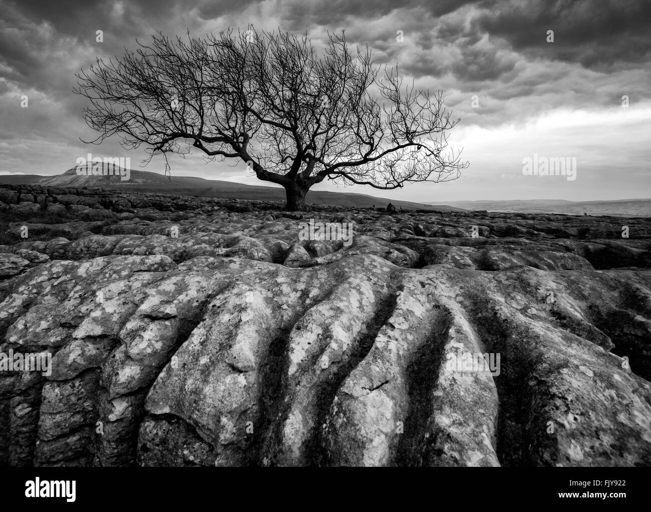 Lone Tree on the Limestone Pavements of Twistleton Scar End, Ingleton ...
