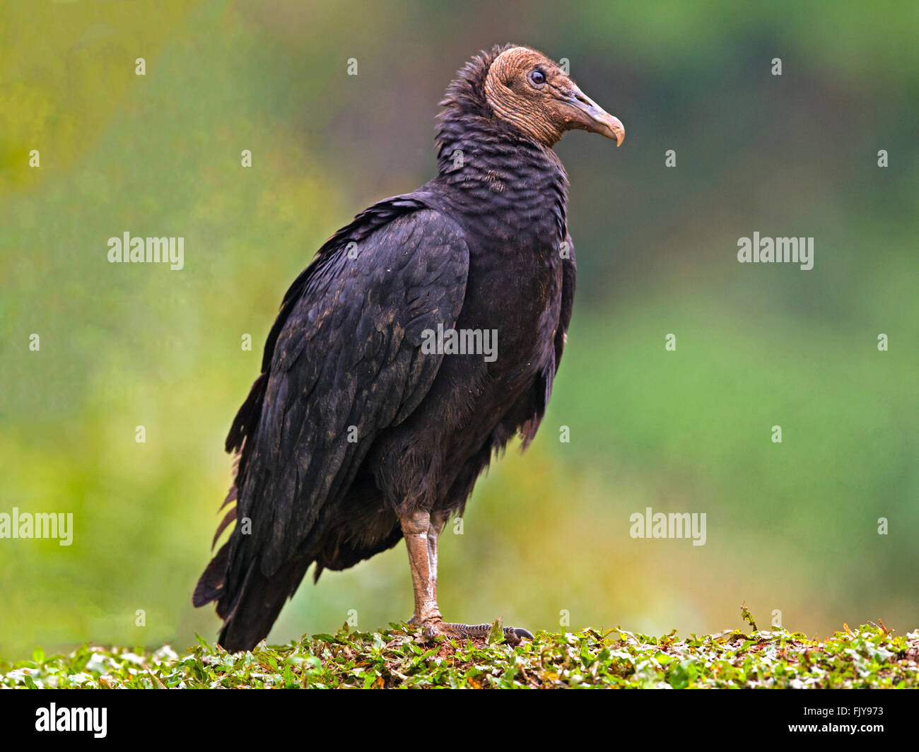Black vulture standing Stock Photo - Alamy