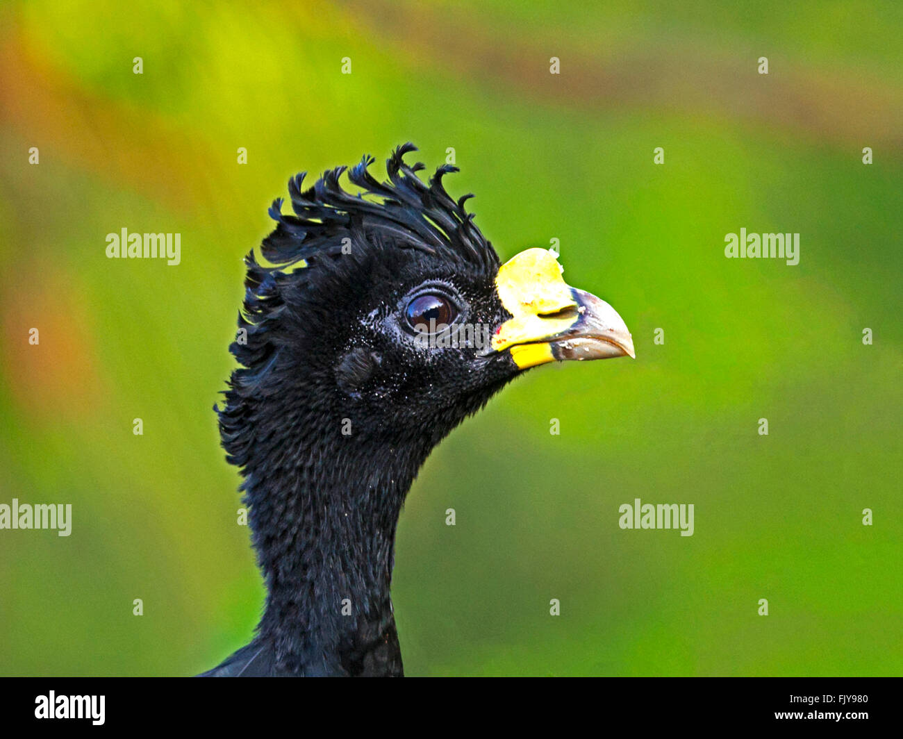 Curassow hi-res stock photography and images - Alamy