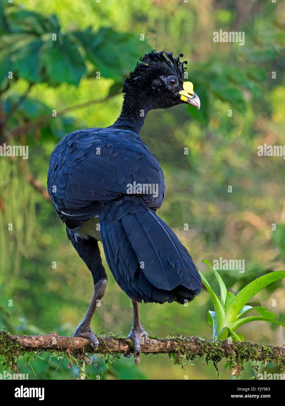 Male great curassow perched on branch Stock Photo - Alamy