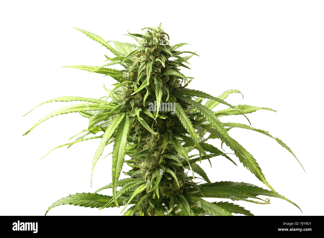 Weed Nug White Background