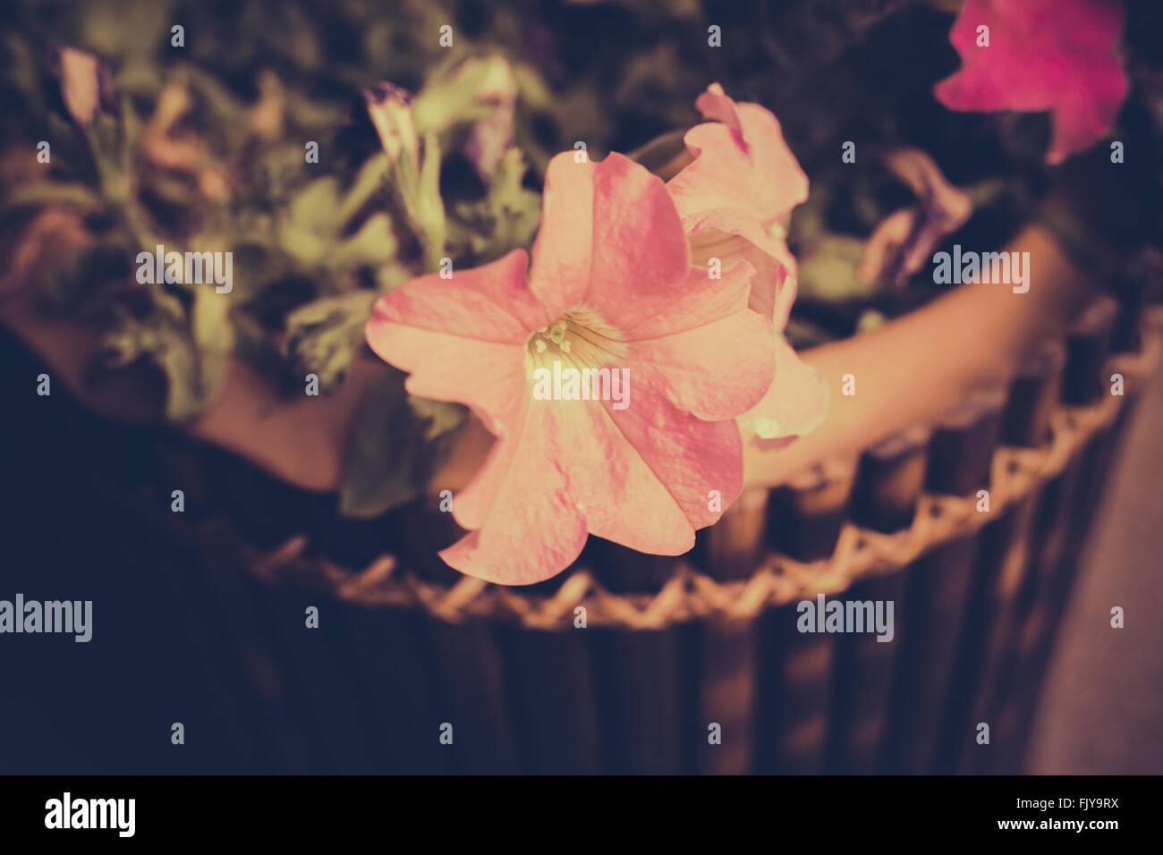 beautiful flowers on the nature,Vintage color tone Stock Photo - Alamy