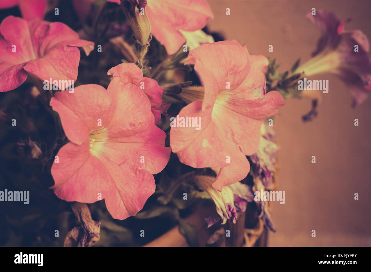 beautiful flowers on the nature,Vintage color tone Stock Photo - Alamy