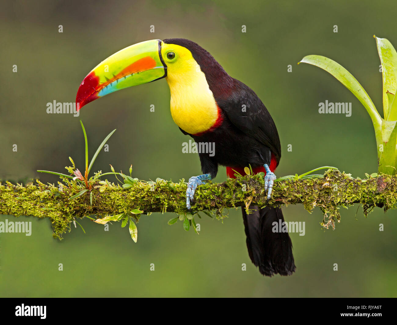 Toucan hi-res stock photography and images - Alamy