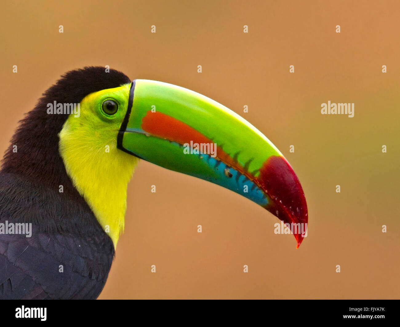 Keel Billed Toucan Beak