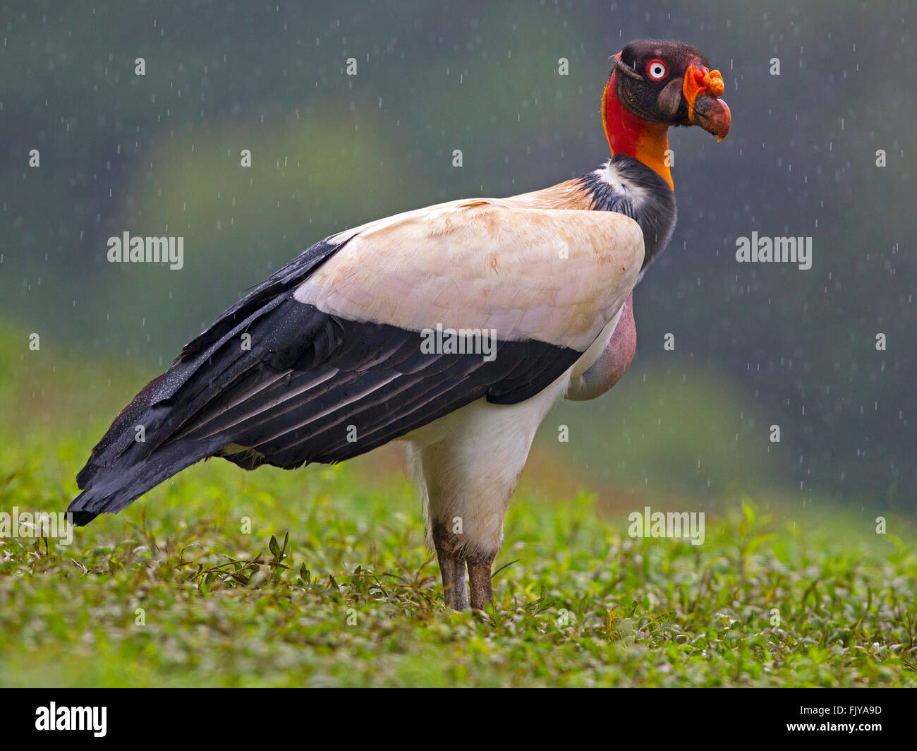 Adult king vulture standing Stock Photo - Alamy