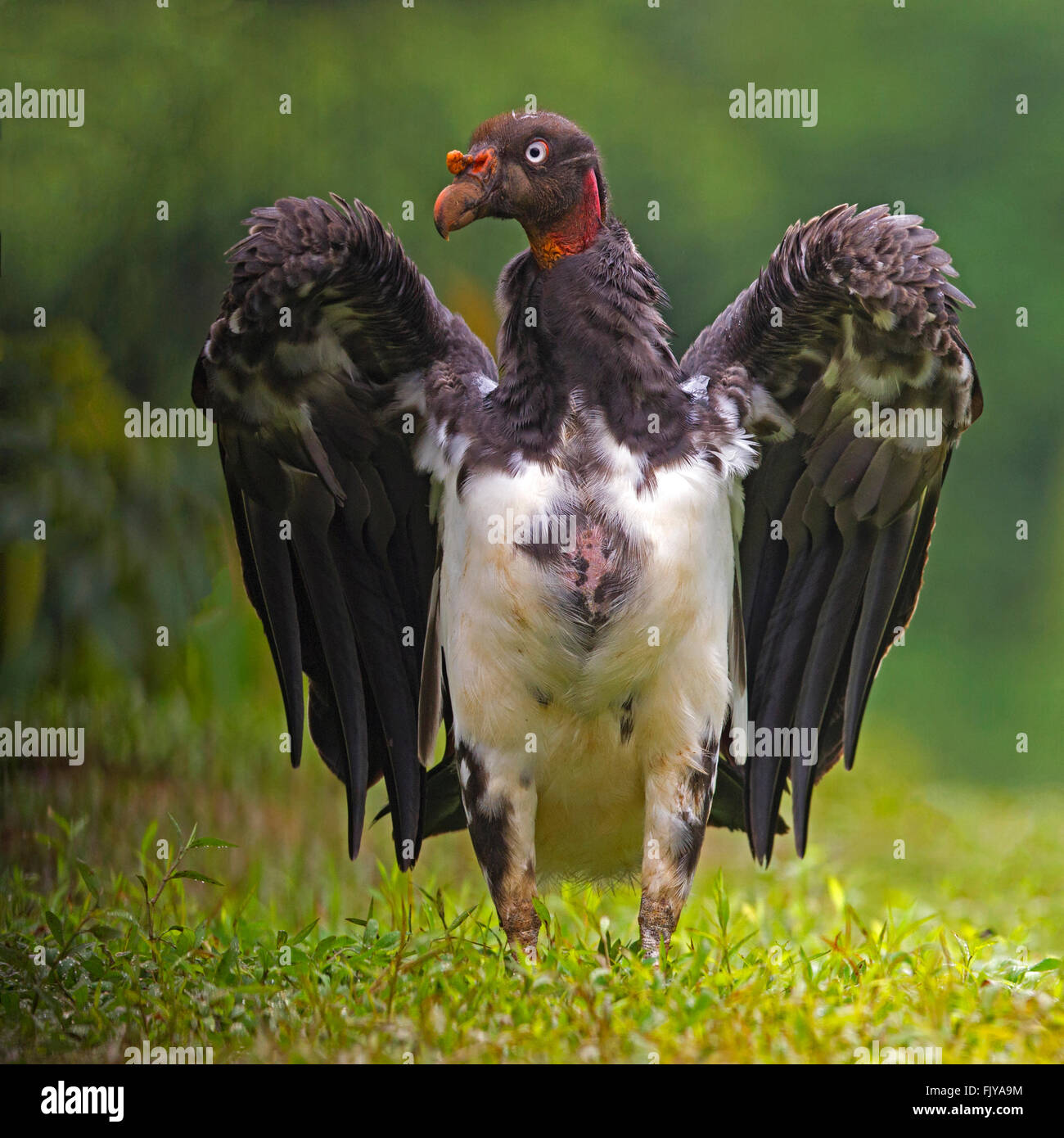 Juvenile king vulture standing with wings spread Stock Photo - Alamy