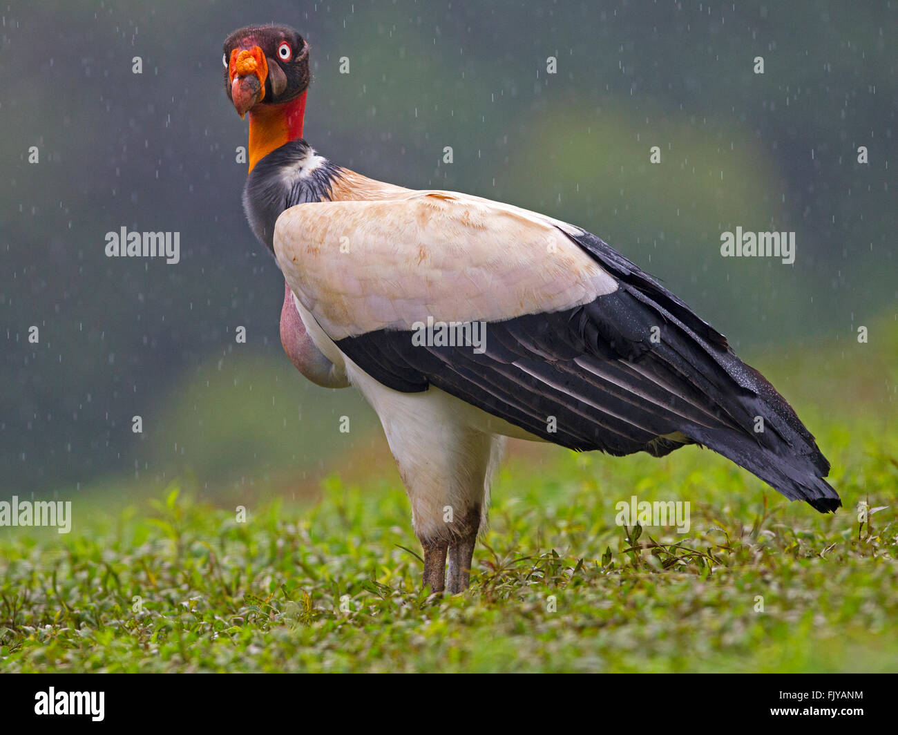 King vulture hi-res stock photography and images - Alamy
