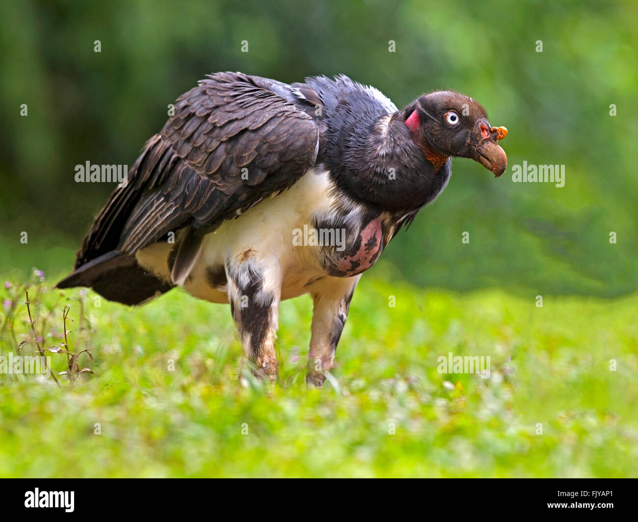 Juvenile king vulture standing Stock Photo - Alamy