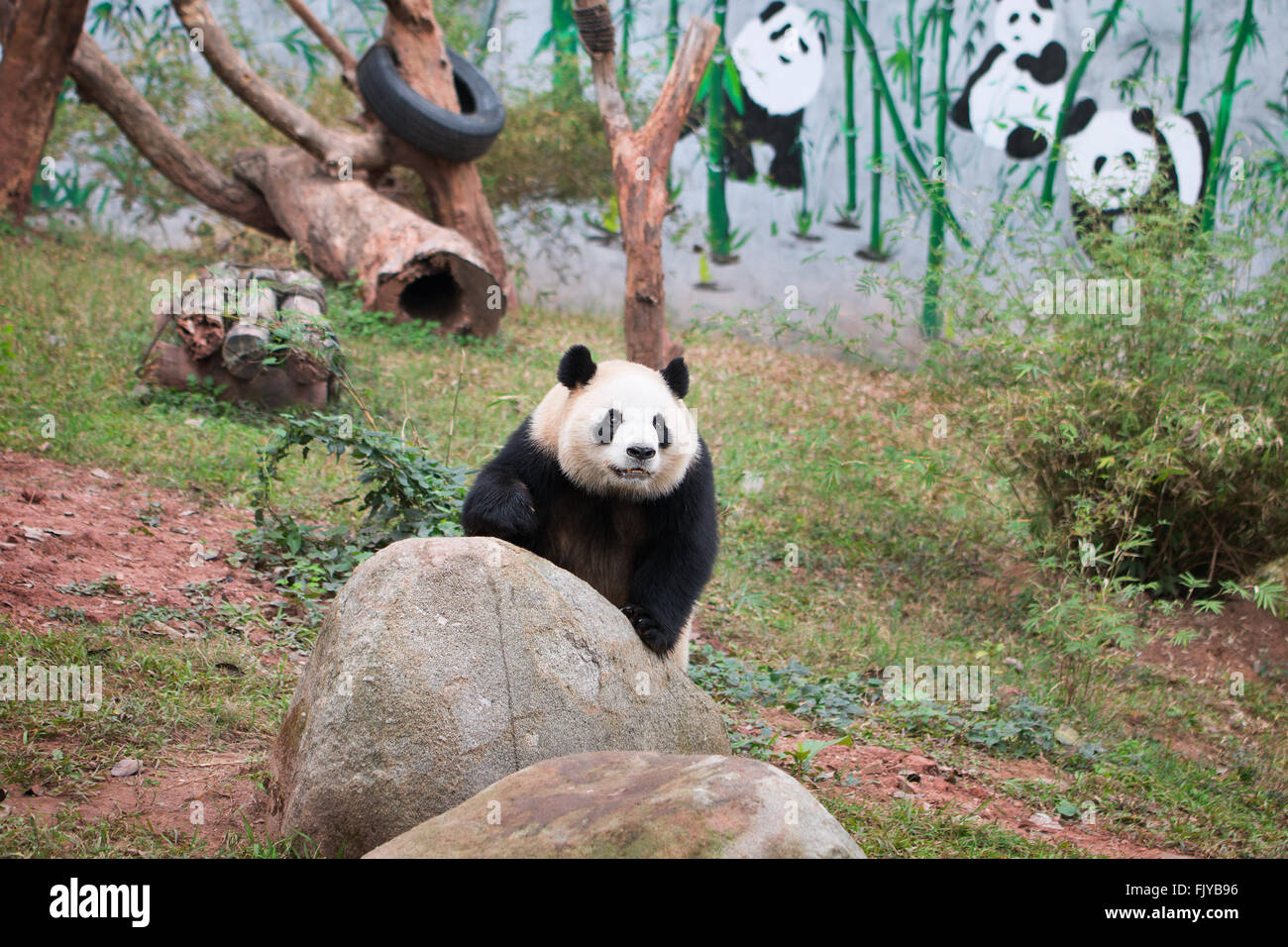 Panda in zoo Stock Photo - Alamy