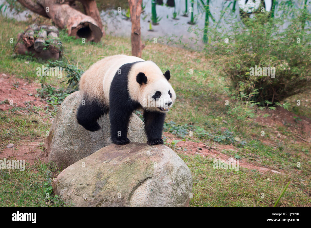 Panda in zoo Stock Photo - Alamy