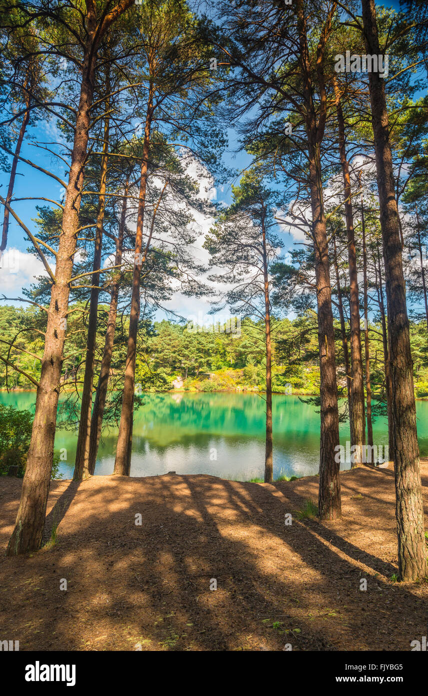 Forest at Furzebrook, Dorset Stock Photo - Alamy
