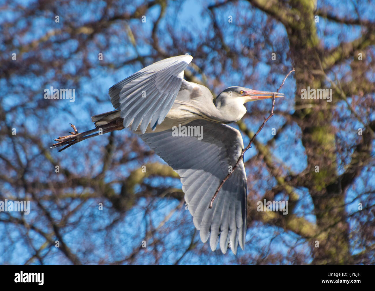 Flying stick hi-res stock photography and images - Alamy