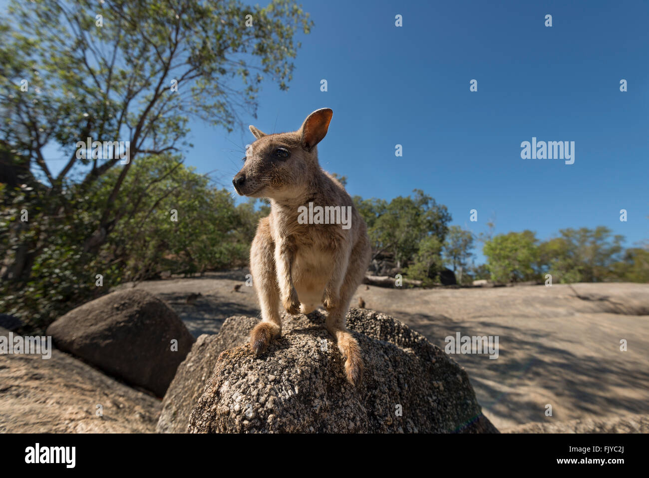Mareeba rock-wallaby (Petrogale mareeba Stock Photo - Alamy