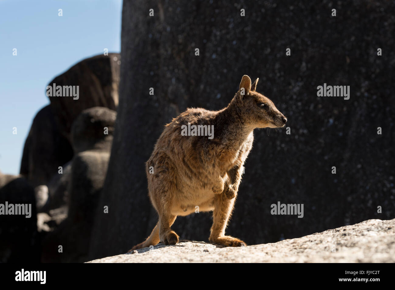 Mareeba rock-wallaby (Petrogale mareeba Stock Photo - Alamy