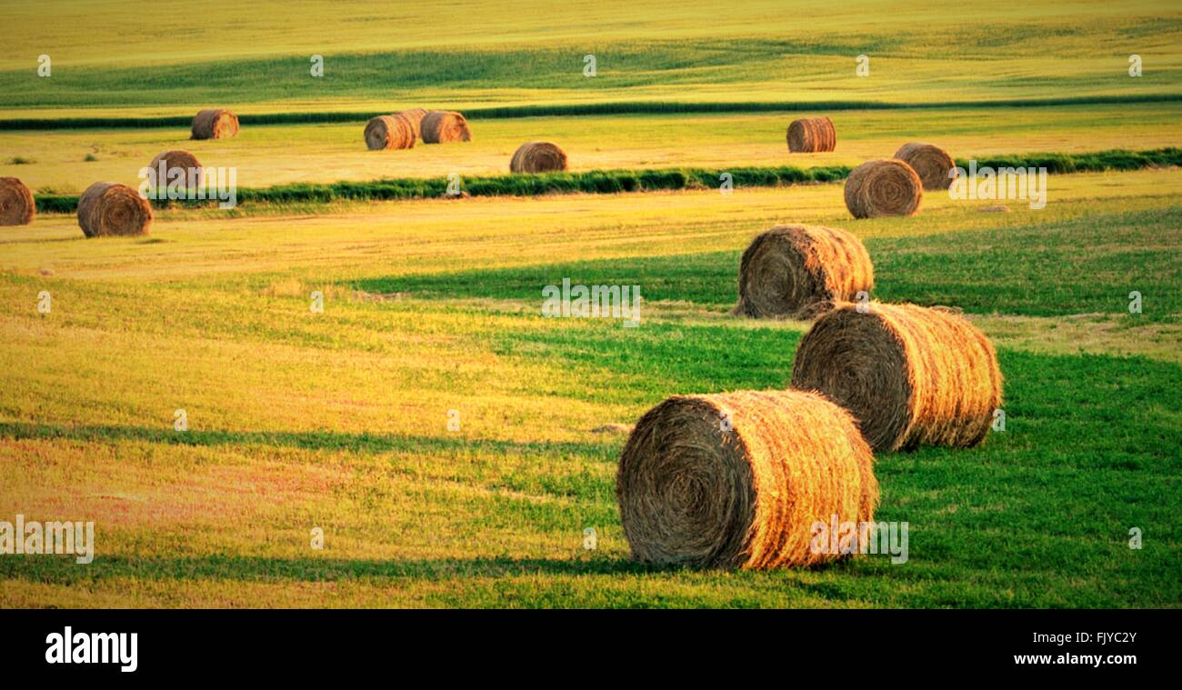 Prairie, Alberta, Canada Stock Photo - Alamy
