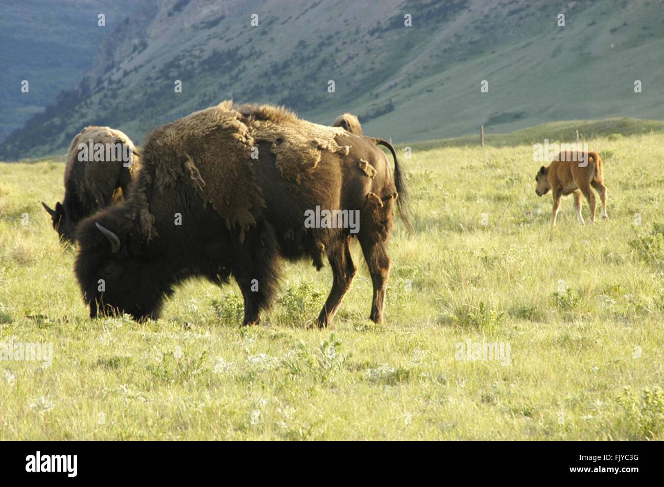 Badlands scenes, Buffalo, Alberta, Canada Stock Photo - Alamy
