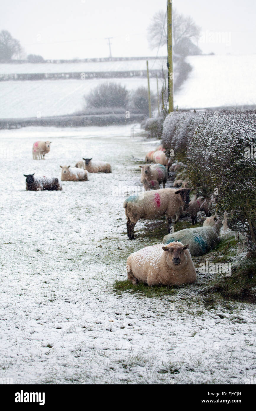 Welsh sheep seeking sheltering from Snow Storm Storm Jake along a ...