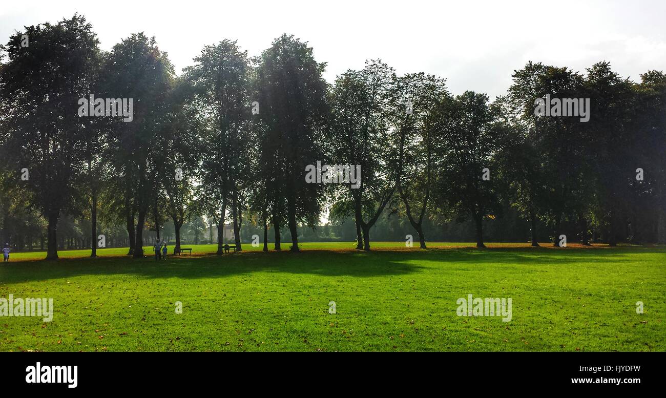 Trees In Park Stock Photo - Alamy