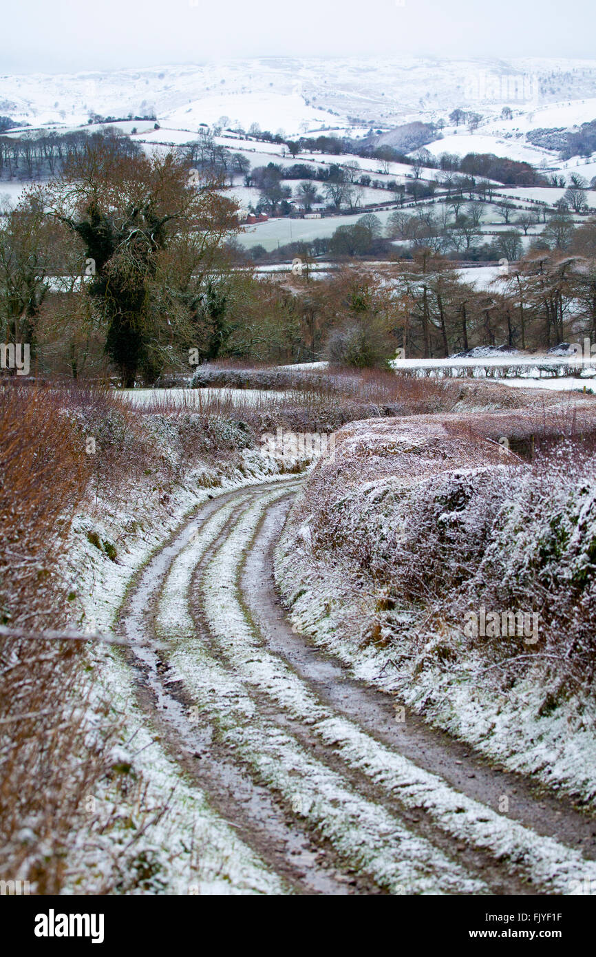 A rural green lane meandering through countryside with farming hedges ...