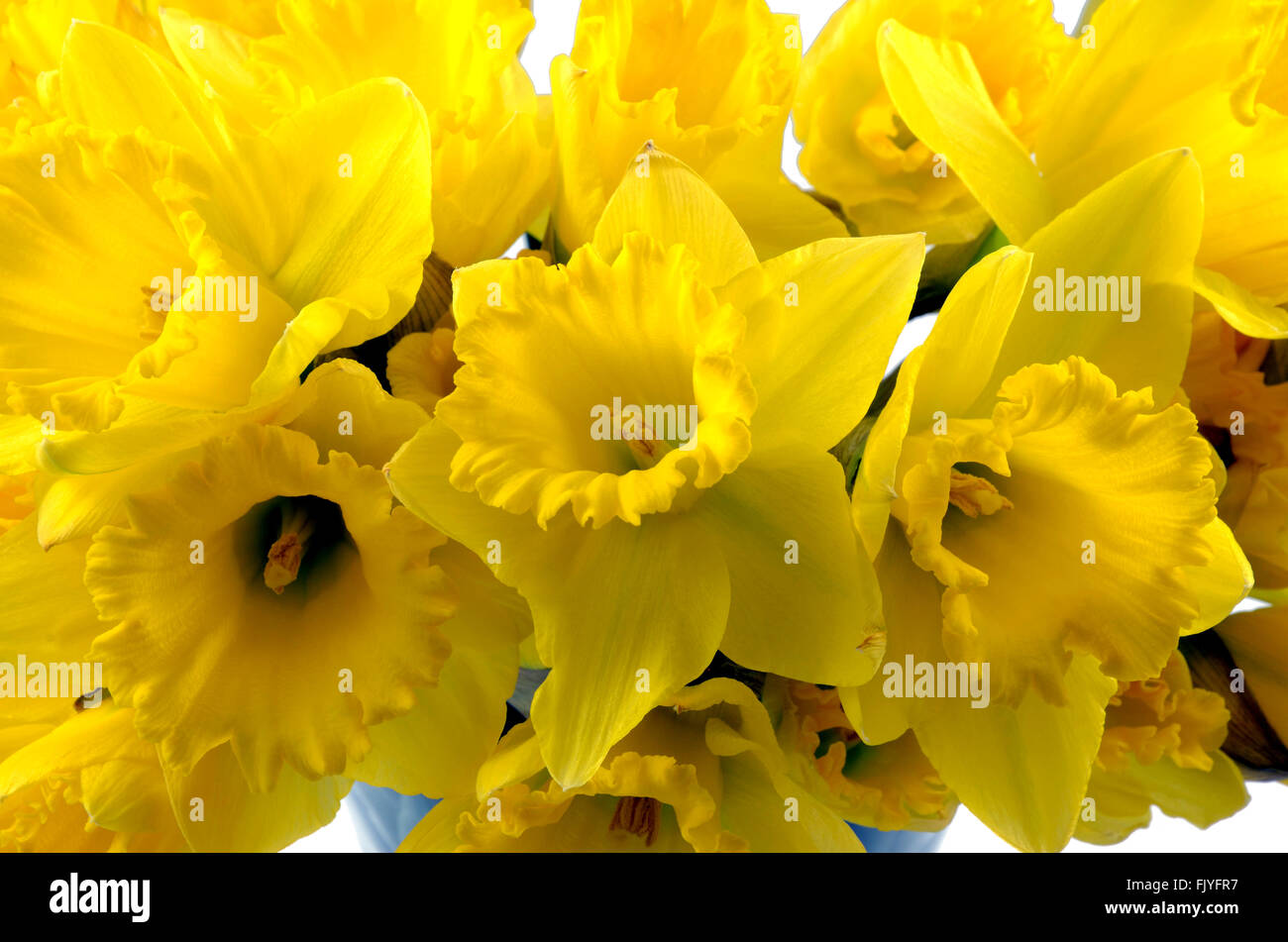 A close up view of daffodil flowers Stock Photo - Alamy