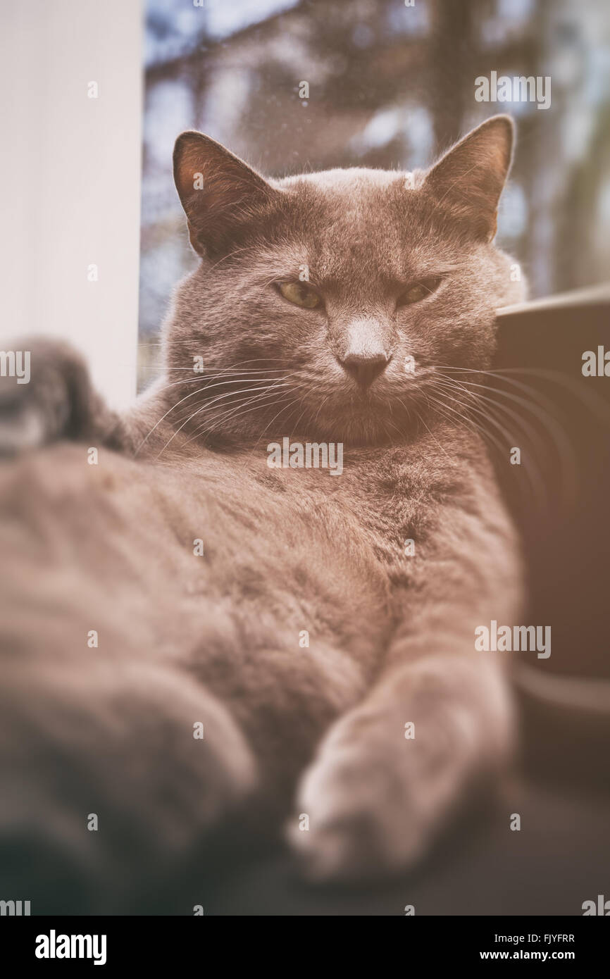 Tough cat hi-res stock photography and images - Alamy