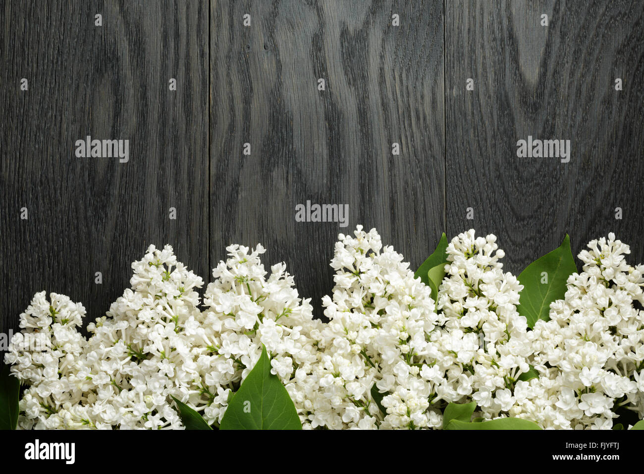 Beautiful lavender flowers from above hi-res stock photography and ...