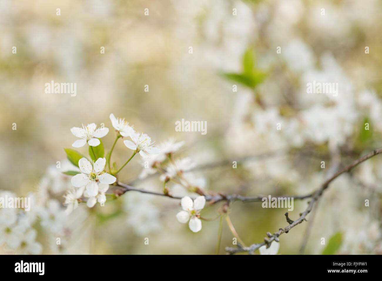 White cherry blossoms in spring Stock Photo - Alamy